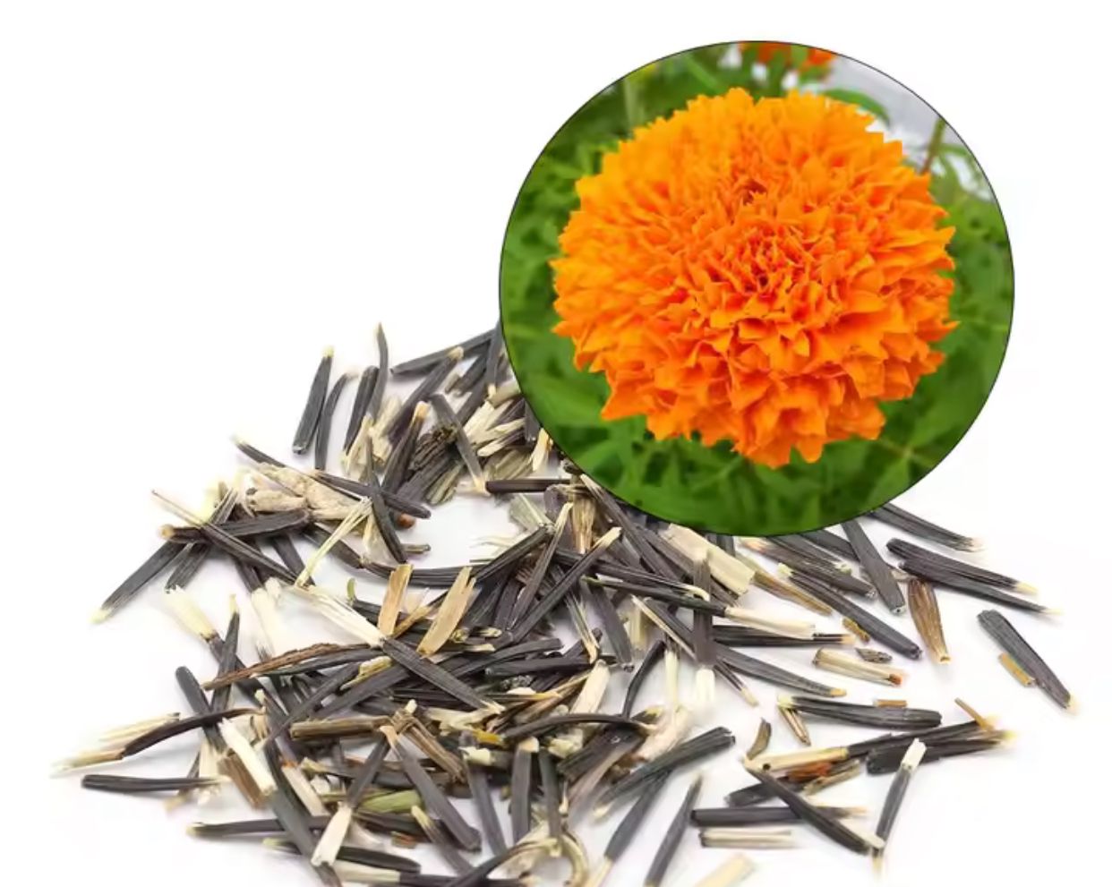 Marigold Seeds - ARAS PLAZA